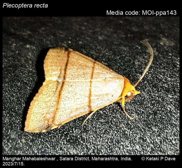 Plecoptera recta (Pagenstecher, 1886) - | Moths